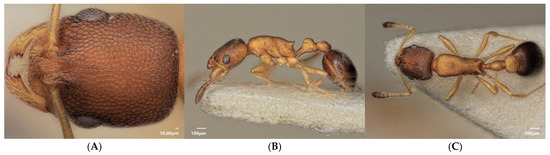 The Ant Genus Cardiocondyla (Hymenoptera: Formicidae): The Species ...
