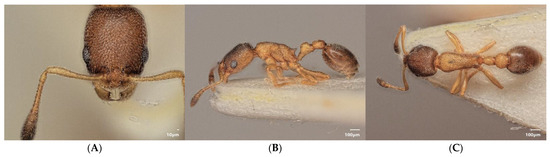 The Ant Genus Cardiocondyla (Hymenoptera: Formicidae): The Species ...