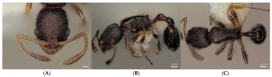 The Ant Genus Cardiocondyla (Hymenoptera: Formicidae): The Species ...
