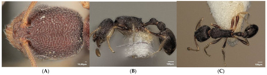 The Ant Genus Cardiocondyla (Hymenoptera: Formicidae): The Species ...