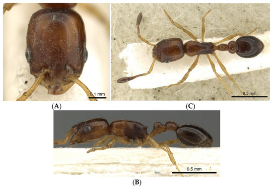 The Ant Genus Cardiocondyla (Hymenoptera: Formicidae): The Species ...