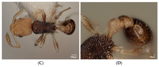 The Ant Genus Cardiocondyla (Hymenoptera: Formicidae): The Species ...