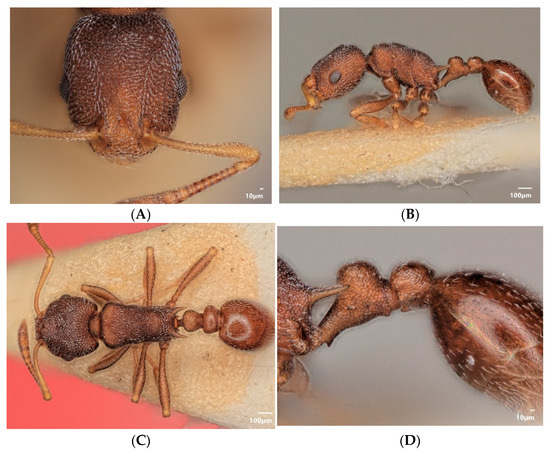 The Ant Genus Cardiocondyla (Hymenoptera: Formicidae): The Species ...