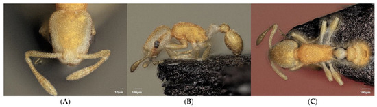 The Ant Genus Cardiocondyla (Hymenoptera: Formicidae): The Species ...