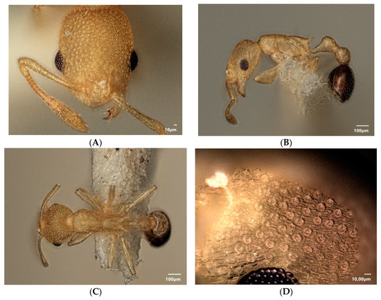 The Ant Genus Cardiocondyla (Hymenoptera: Formicidae): The Species ...