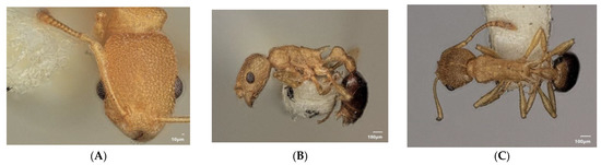 The Ant Genus Cardiocondyla (Hymenoptera: Formicidae): The Species ...