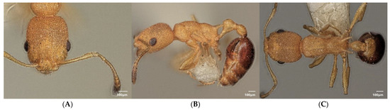 The Ant Genus Cardiocondyla (Hymenoptera: Formicidae): The Species ...