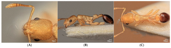 The Ant Genus Cardiocondyla (Hymenoptera: Formicidae): The Species ...