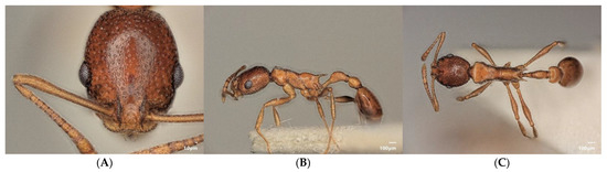 The Ant Genus Cardiocondyla (Hymenoptera: Formicidae): The Species ...