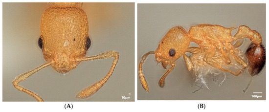 The Ant Genus Cardiocondyla (Hymenoptera: Formicidae): The Species ...