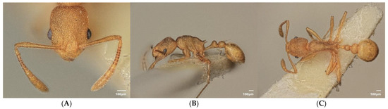 The Ant Genus Cardiocondyla (Hymenoptera: Formicidae): The Species ...
