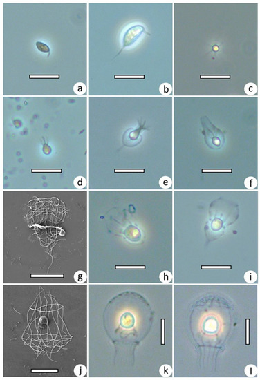 Taxonomic Composition of Protist Communities in the Coastal Stratified ...