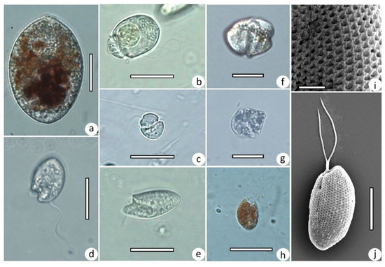 Taxonomic Composition of Protist Communities in the Coastal Stratified ...