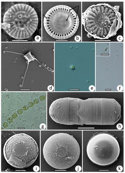 Taxonomic Composition of Protist Communities in the Coastal Stratified ...