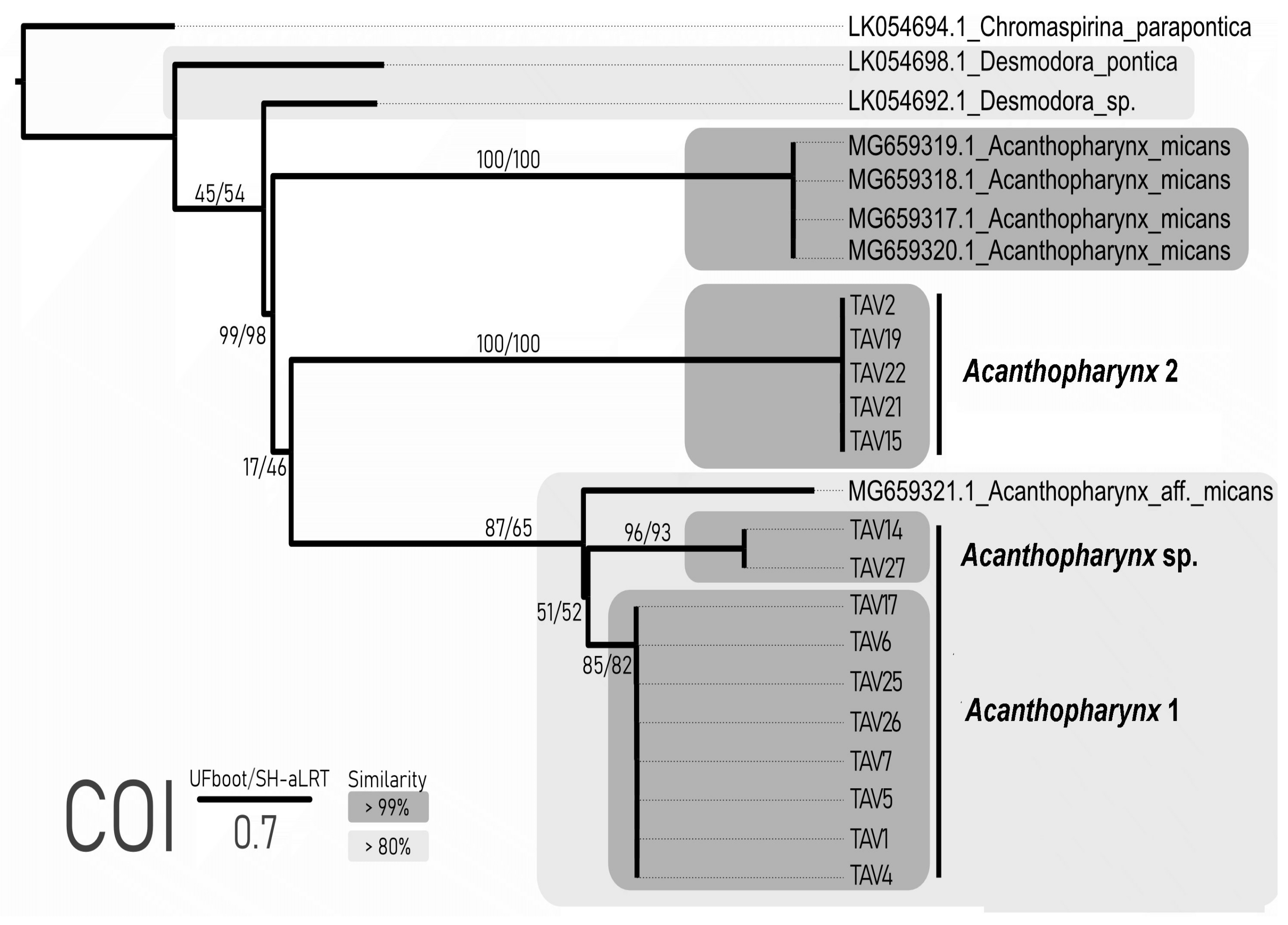 Acanthopharynx Marine Nematodes (Nematoda, Chromadoria, Desmodoridae ...