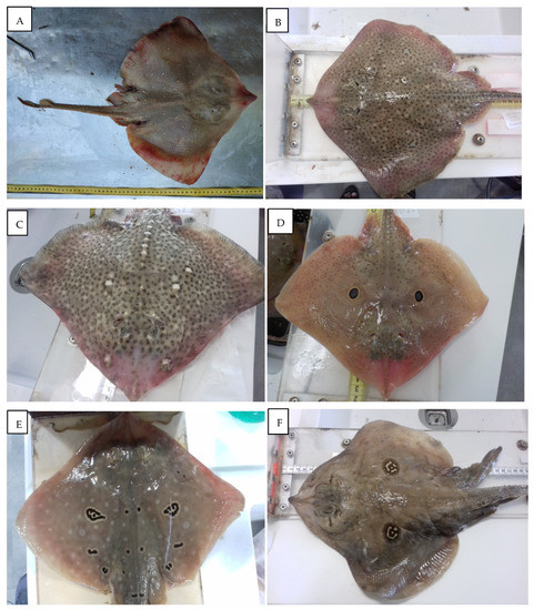 Tracing Patterns and Biodiversity Aspects of the Overlooked Skates and ...