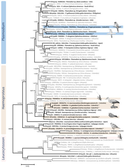 Haemosporidians in Non-Passerine Birds of Colombia: An Overview of the ...