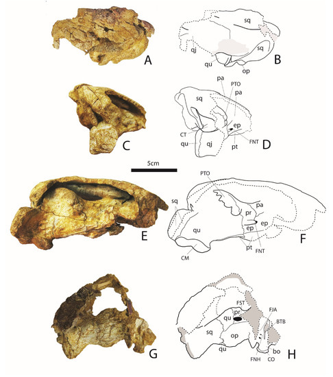 A Solemys Skull from the Late Cretaceous of Southern France