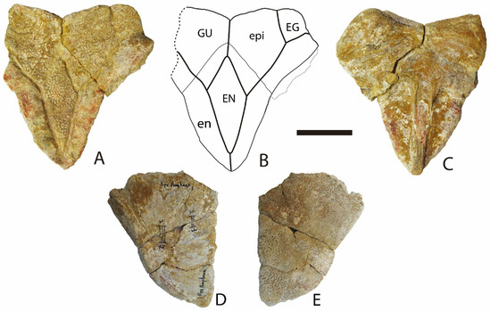 A Solemys Skull from the Late Cretaceous of Southern France