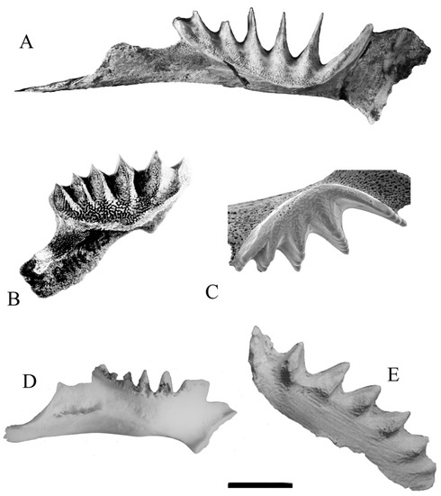 Lungfish and the Long Defeat