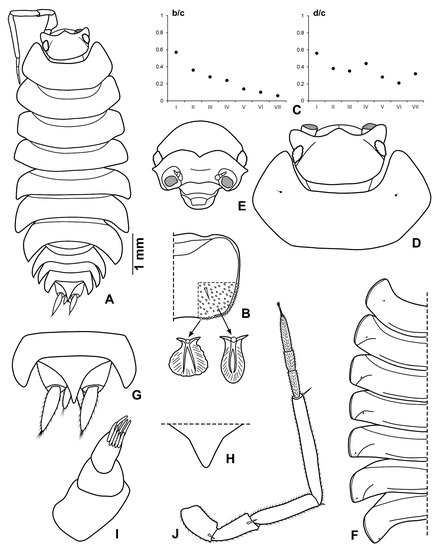 New Species of Terrestrial Isopods (Crustacea, Isopoda, Oniscidea) from ...