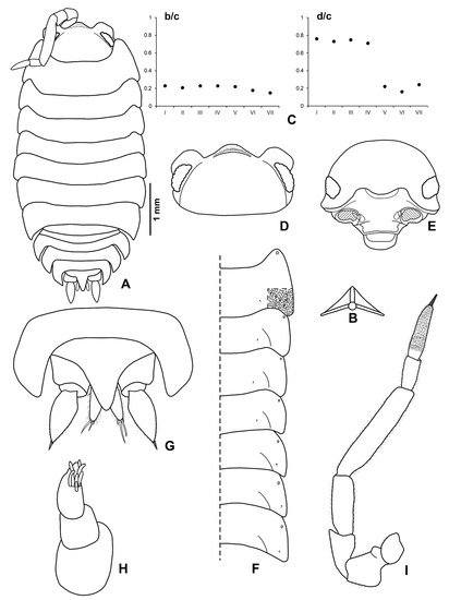 New Species of Terrestrial Isopods (Crustacea, Isopoda, Oniscidea) from ...