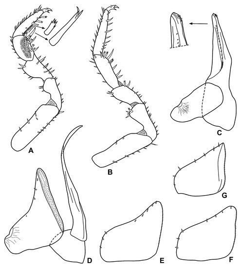 New Species of Terrestrial Isopods (Crustacea, Isopoda, Oniscidea) from ...