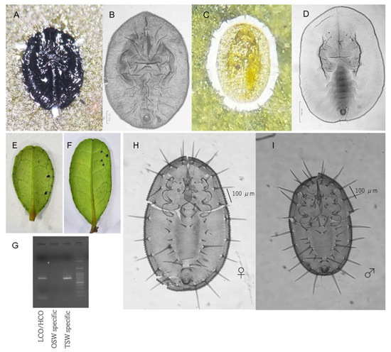 Taxonomic Revision of Tribe Aleurocanthini Takahashi 1954 stat. rev ...