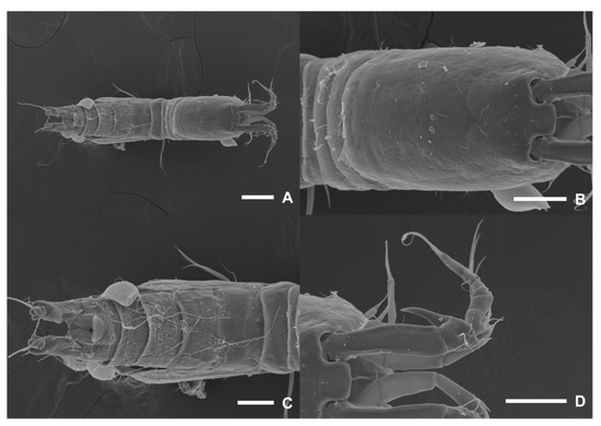 Two New Phyllopodopsyllus Species (Harpacticoida, Tetragonicipitidae ...