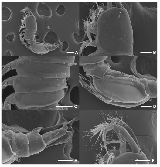 Two New Phyllopodopsyllus Species (Harpacticoida, Tetragonicipitidae ...