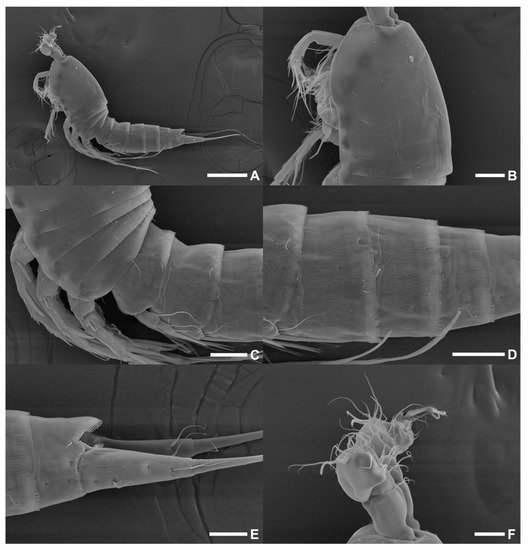 Two New Phyllopodopsyllus Species (Harpacticoida, Tetragonicipitidae ...