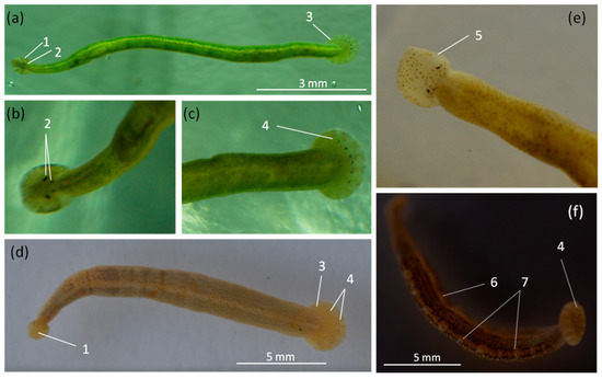 Diversity of the Piscicola Species (Hirudinea, Piscicolidae) in the ...