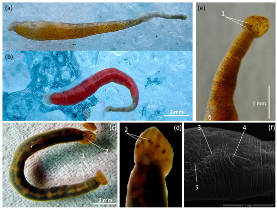Diversity of the Piscicola Species (Hirudinea, Piscicolidae) in the ...