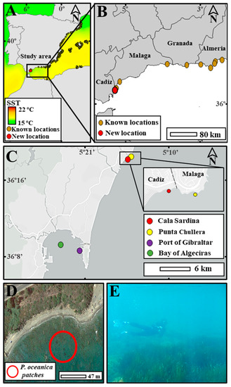 Plant and Meadow Structure Characterisation of Posidonia oceanica in ...