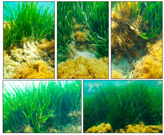 Plant and Meadow Structure Characterisation of Posidonia oceanica in ...
