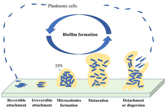 Plant Growth-Promoting Bacteria (PGPB) with Biofilm-Forming Ability: A ...