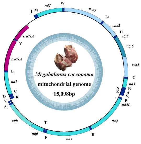 The Mitochondrial Genome of the Globally Invasive Barnacle Megabalanus ...