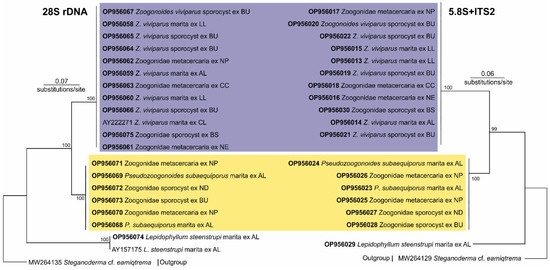 No Tail No Fail: Life Cycles of the Zoogonidae (Digenea)