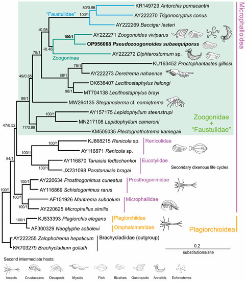 Diversity | Free Full-Text | No Tail No Fail: Life Cycles of the ...