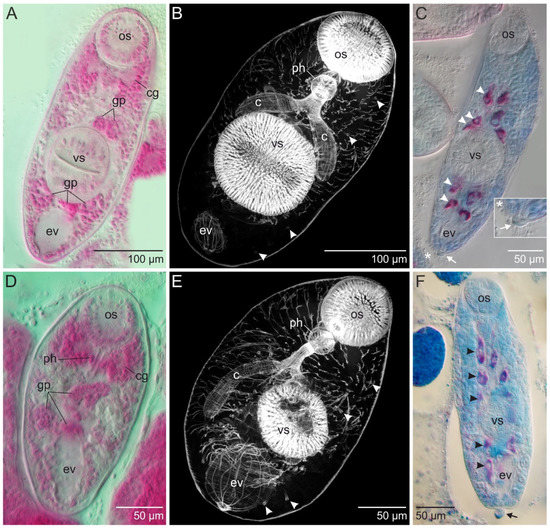 No Tail No Fail: Life Cycles of the Zoogonidae (Digenea)