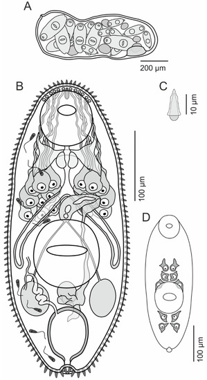 No Tail No Fail: Life Cycles of the Zoogonidae (Digenea)