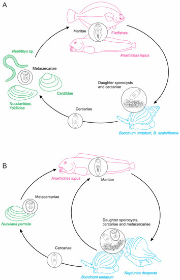No Tail No Fail: Life Cycles of the Zoogonidae (Digenea)
