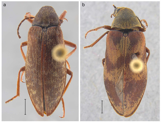 A Review of Araeopidius monachus (LeConte, 1874) (Coleoptera ...