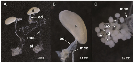 On the Diversity of Semiochemicals of the Pygidial Gland Secretions of ...