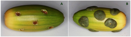 Cannibalism as Competition Strategy in Larvae of the Acorn Weevil ...