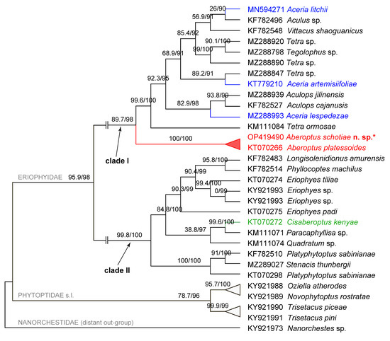 A New Webbing Aberoptus Species from South Africa Provides Insight in ...