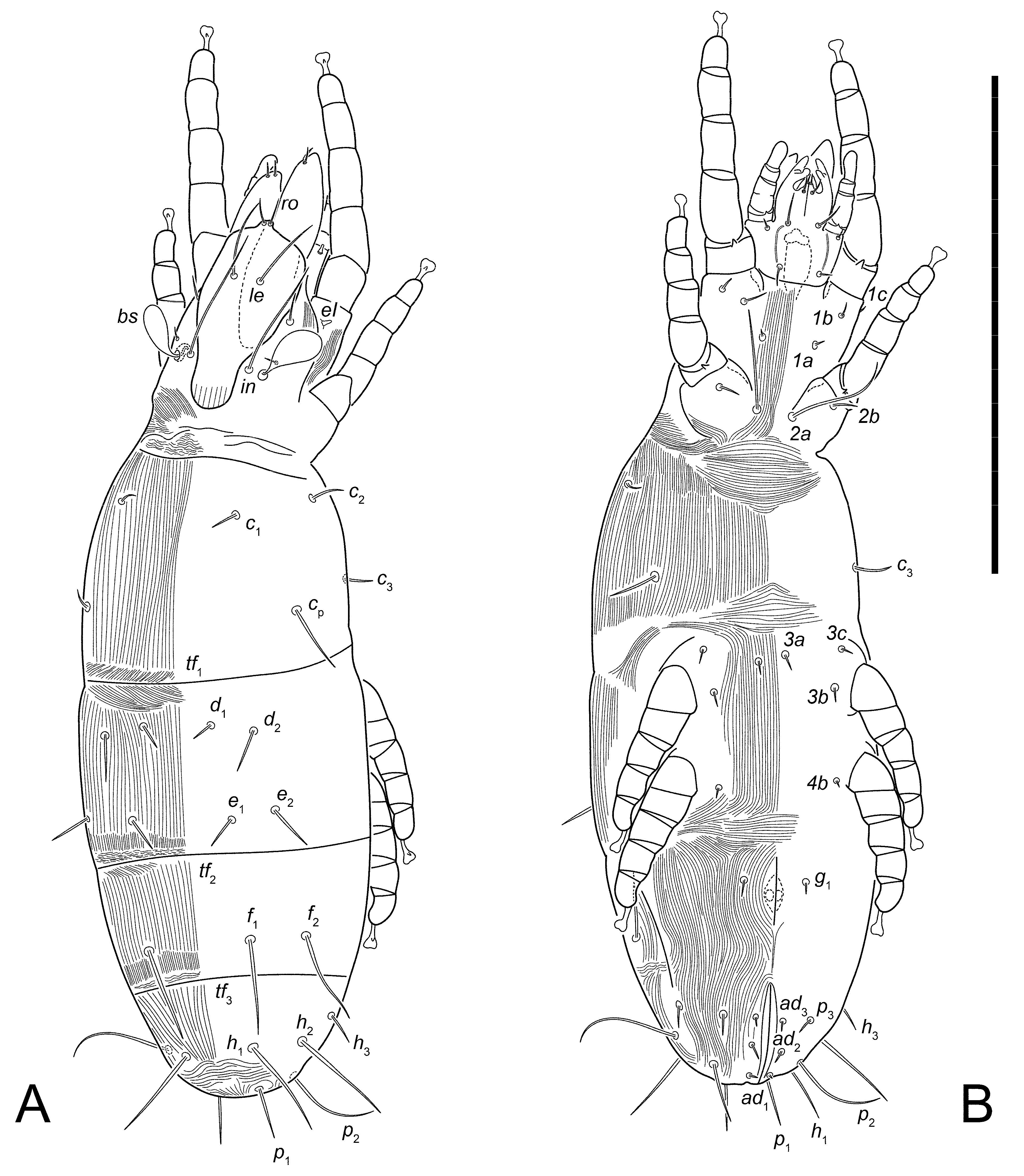 Diversity | Free Full-Text | A Review of the Asexual Mite Genus ...