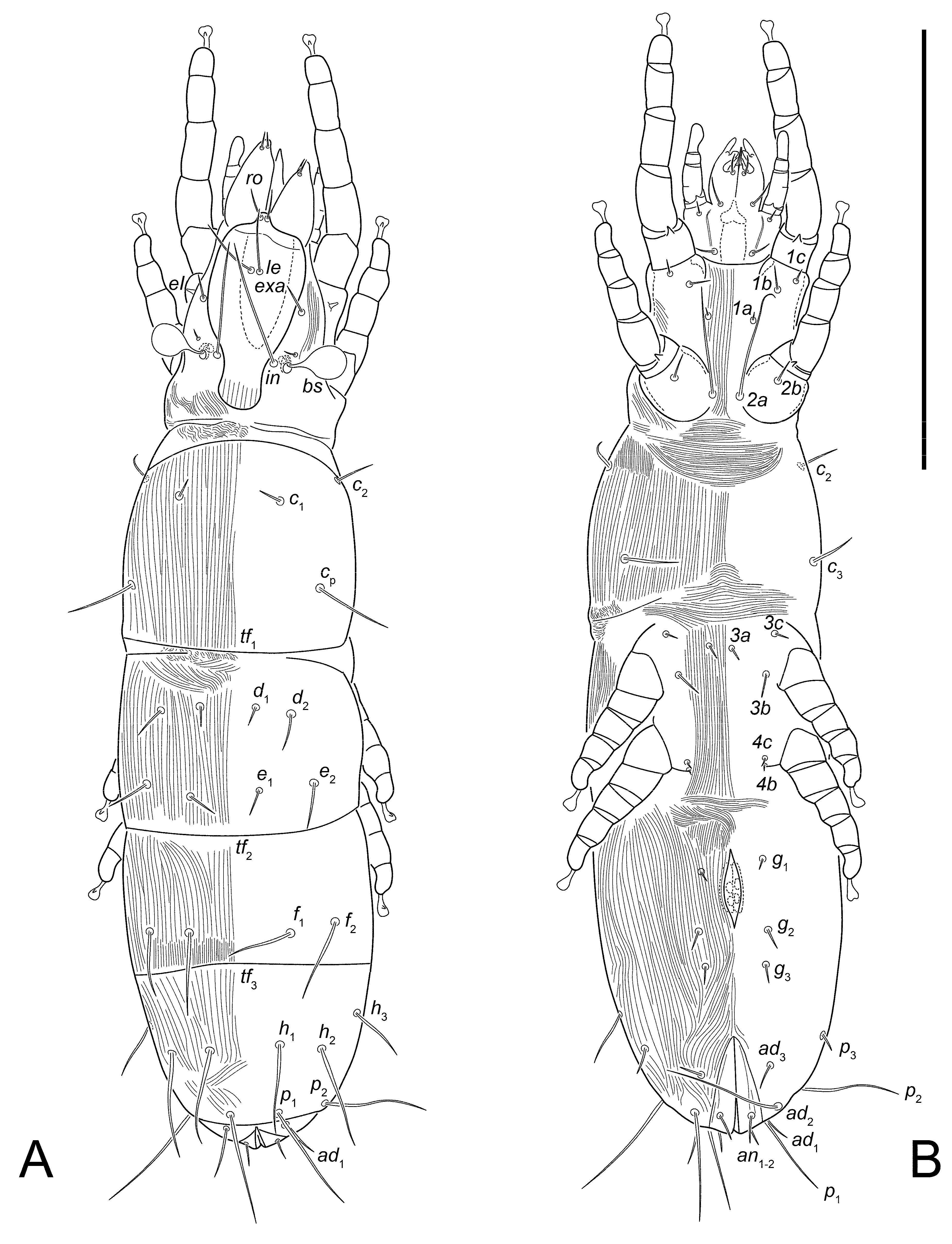 Diversity | Free Full-Text | A Review of the Asexual Mite Genus ...