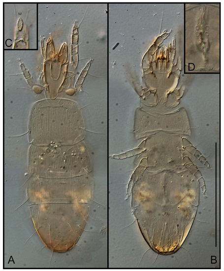 A Review of the Asexual Mite Genus Paralycus Womersley, 1944 (Acari ...