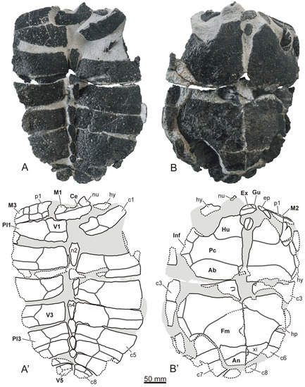 New Data on the Poorly Known Jurassic Record of the Turtle Hylaeochelys ...